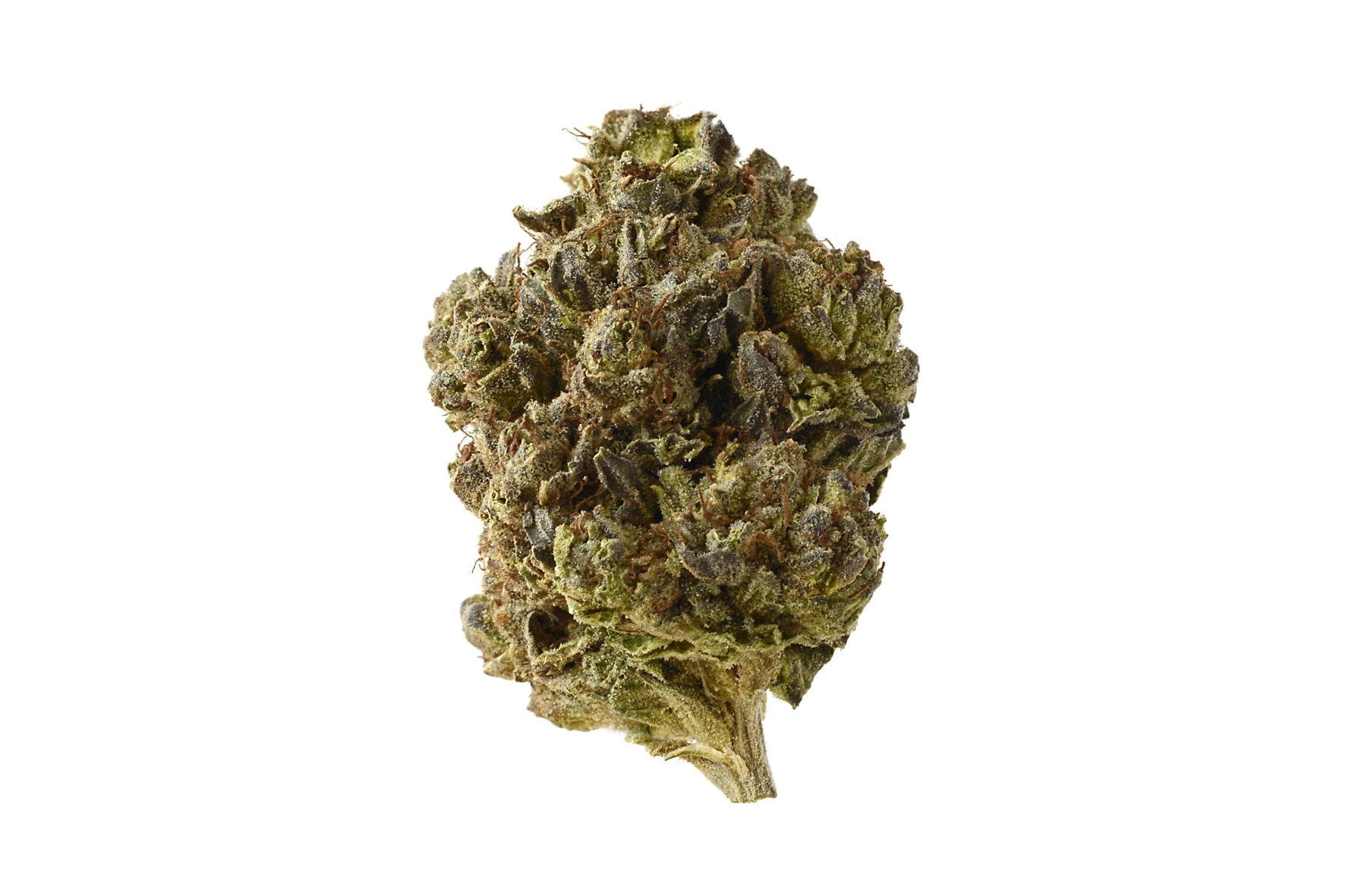 Big Bud Feminized - Sensi Seeds - Annibale Seedshop