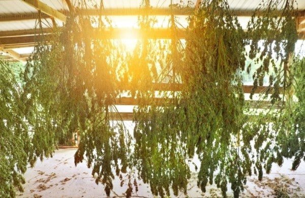 Cannabis Drying: How to Dry Perfectly a Weed Plant
