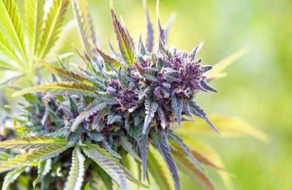 Cannabis Flowering Week by Week - Annibale Seedshop