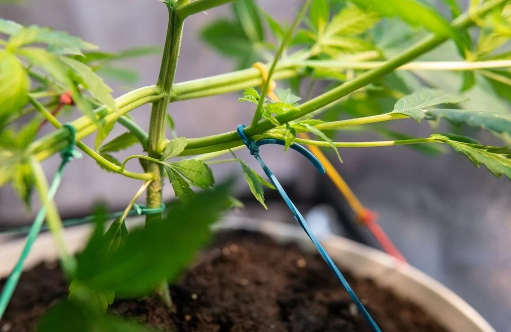 LST Cannabis: Tecnica del Low Stress Training