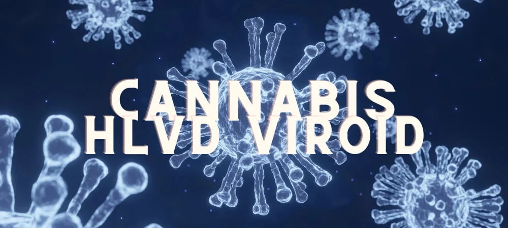 HLVd: Hops Latent Viroid, The Worst Marijuana Plague!