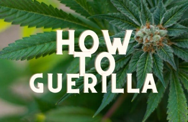 Cannabis Guerilla Grow Guide (COMPLETE) - Annibale Seedshop