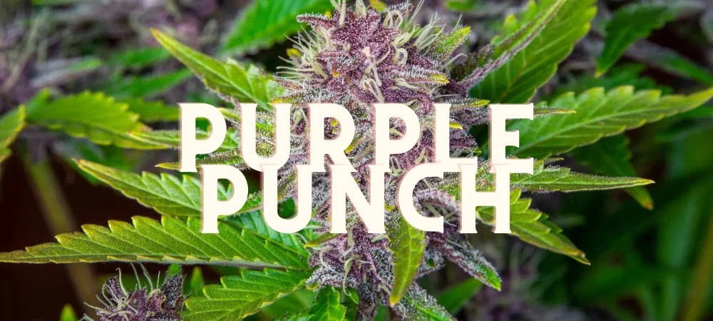 Purple Punch: History, Taste and Effects of a True Power!