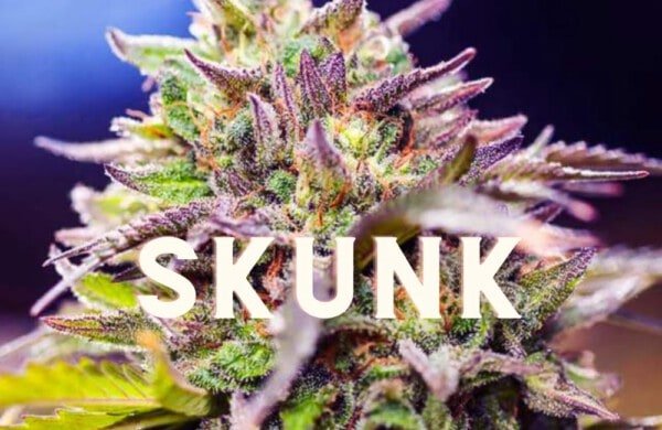 Skunk: History of the Weed that Revolutionized the World!