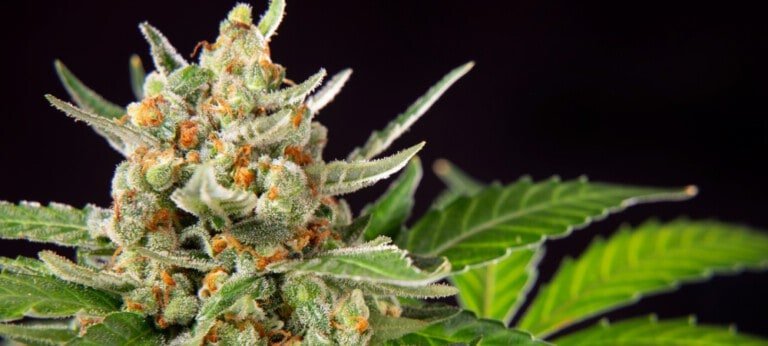 Animal Mints: The Striking Marijuana Strain!