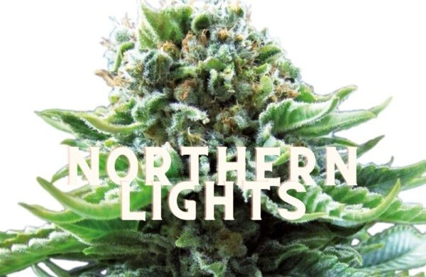 Northern Lights: All About the Oldschool Cannabis Strain!