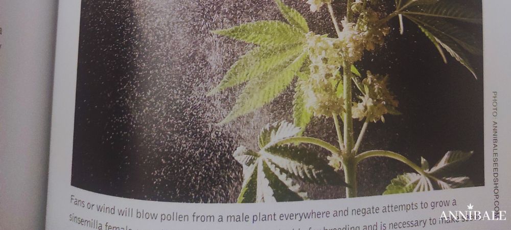 Cannabis Grow Bible: Annibale Seedshop & Genetics Citations